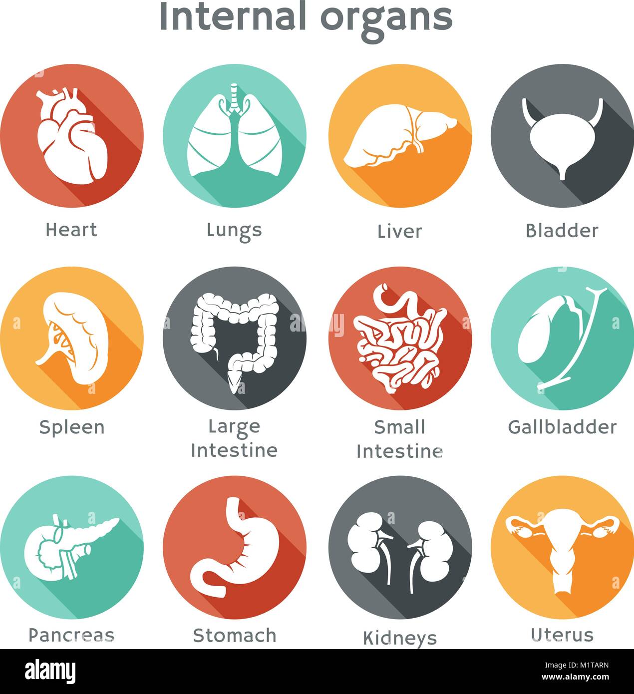 Vector round icons of human organs Flat design Stock Vector Image & Art ...