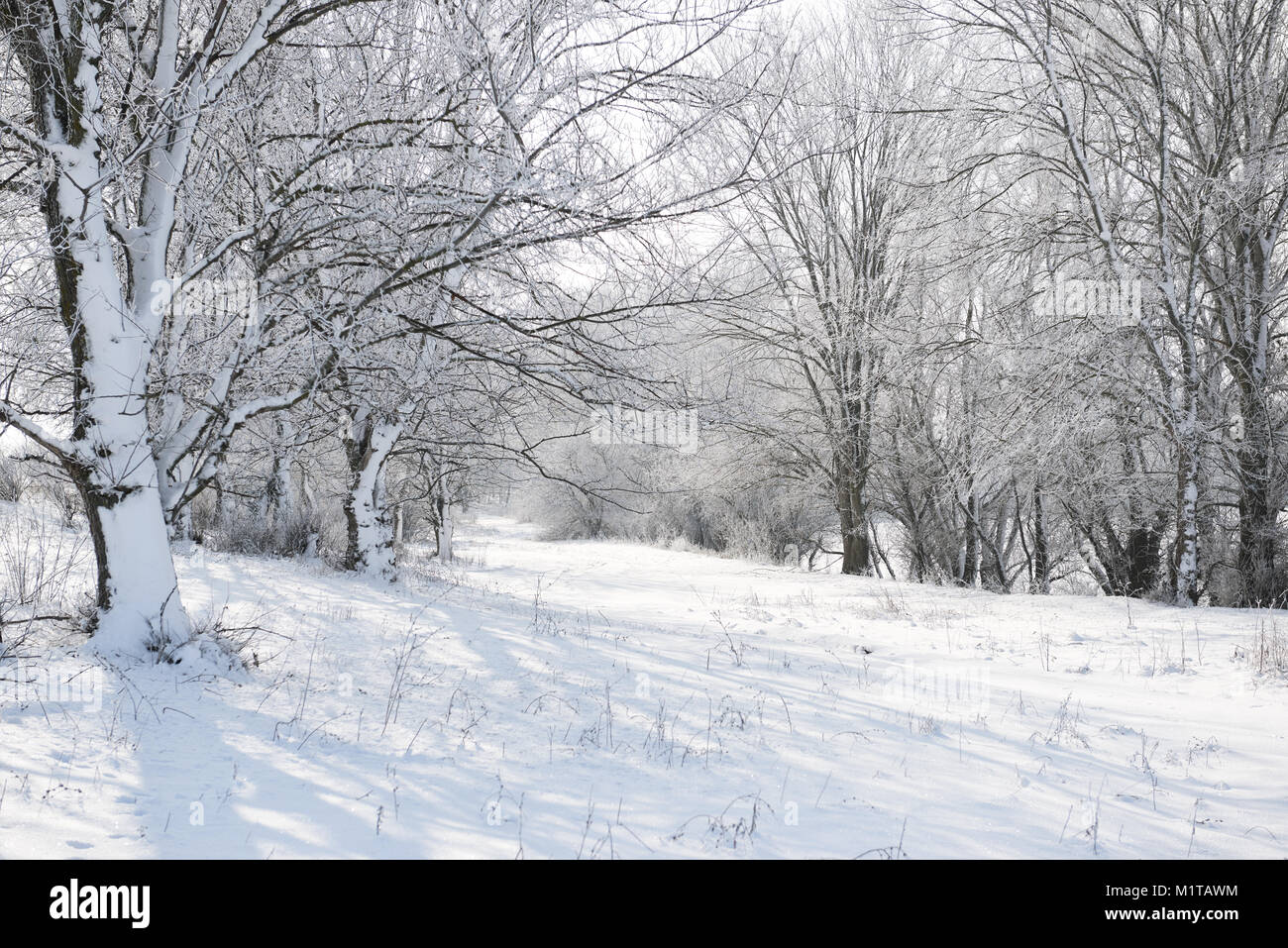 bright winter forest with snow, beautiful wild landscape with trees and ...
