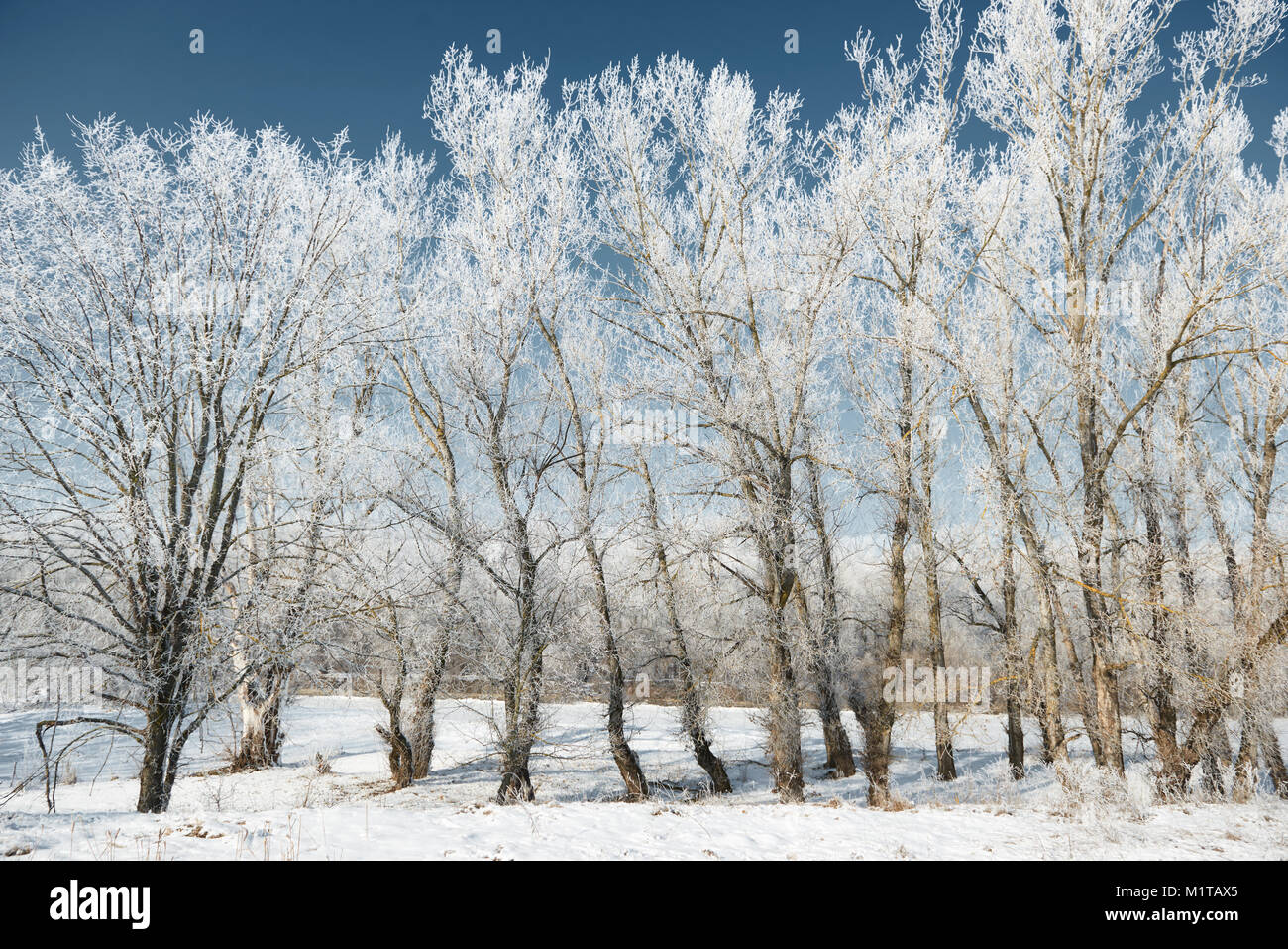 winter forest, beautiful wild landscape with snow and blue sky, nature ...