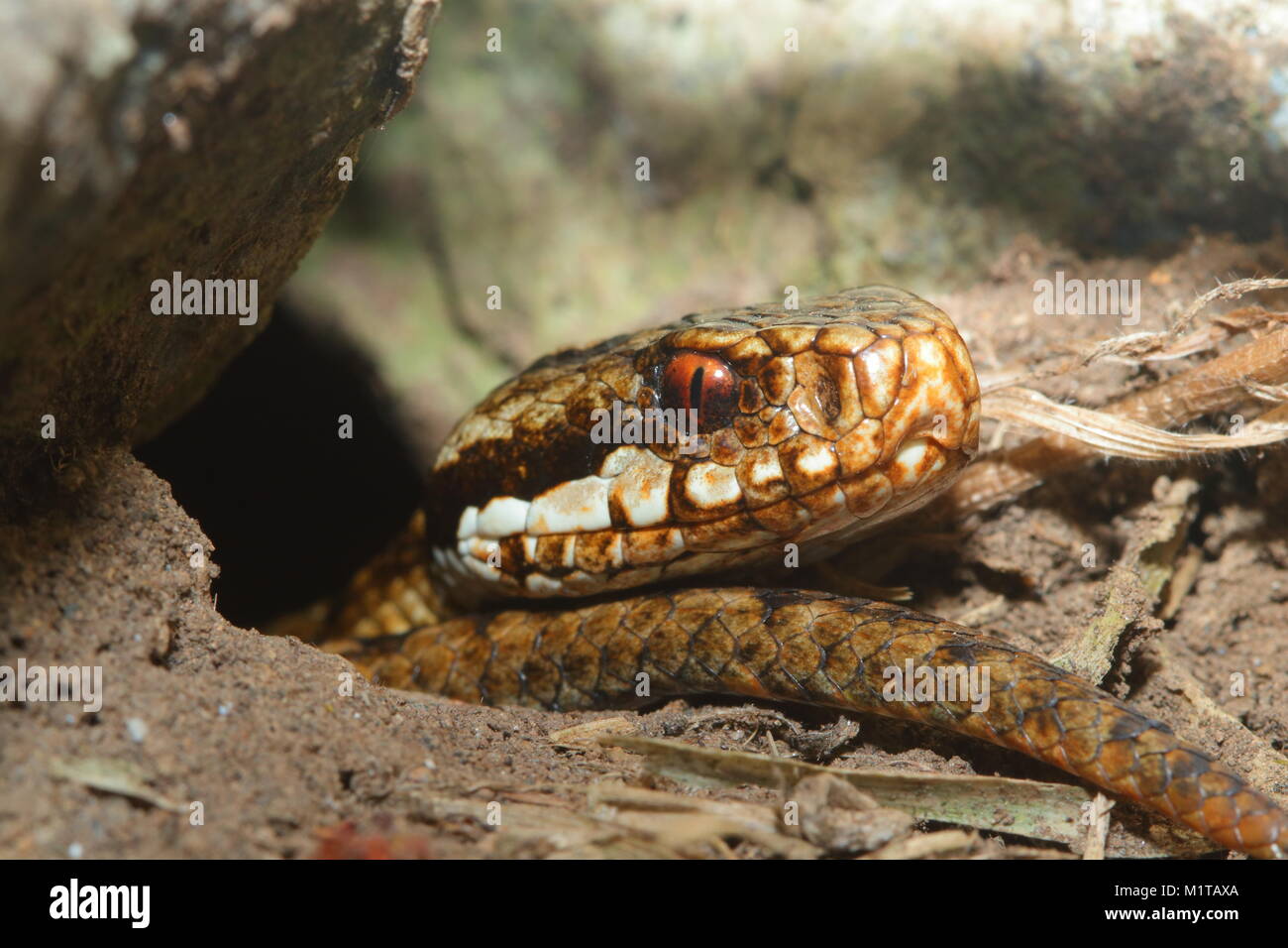 Adder Venomous Snake Stock Photo - Alamy
