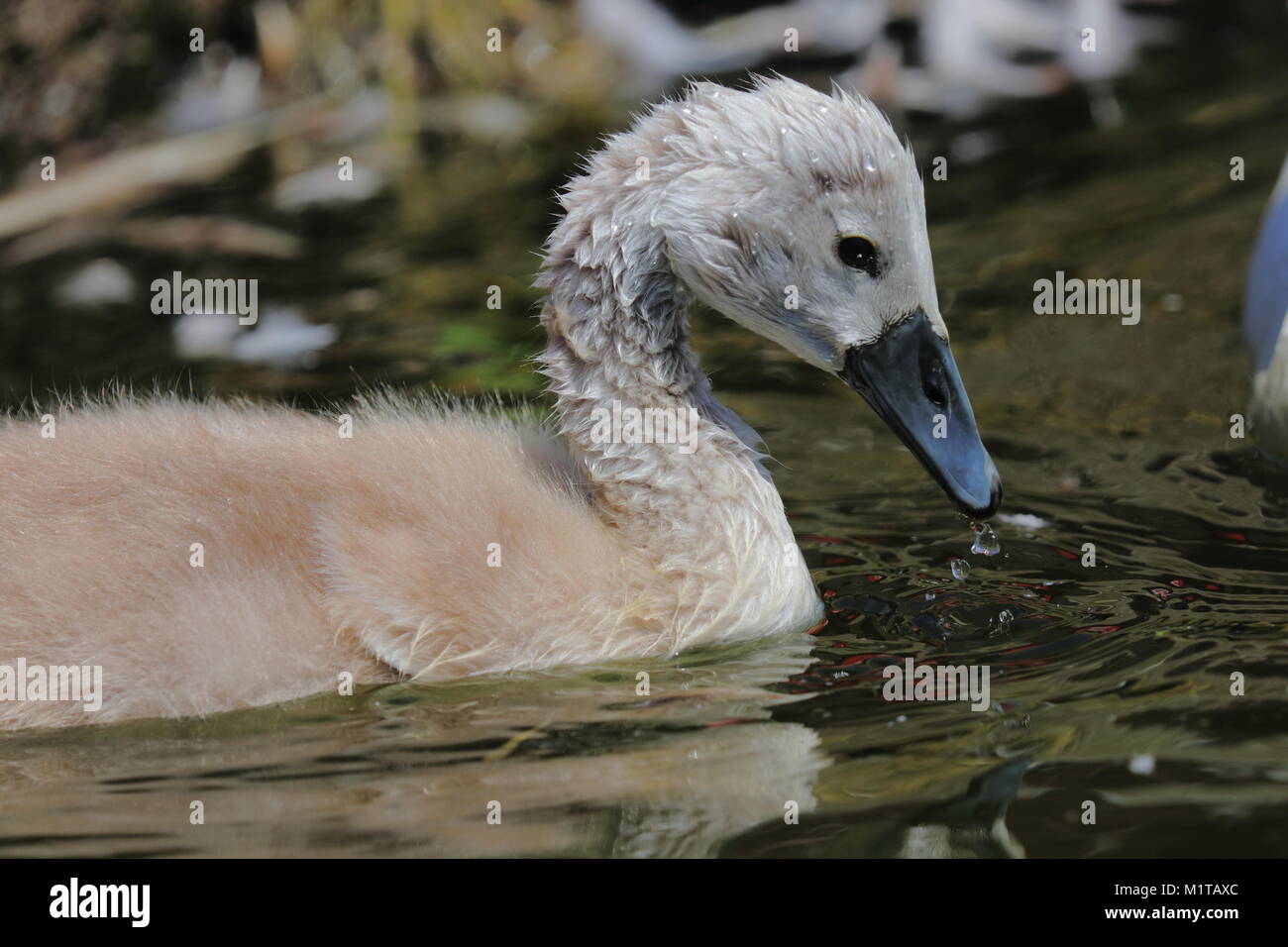 Ugly Duckling Swan Stock Photos & Ugly Duckling Swan Stock Images - Alamy
