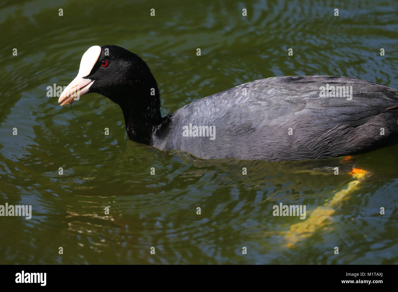 Bald as a coot hi-res stock photography and images - Alamy
