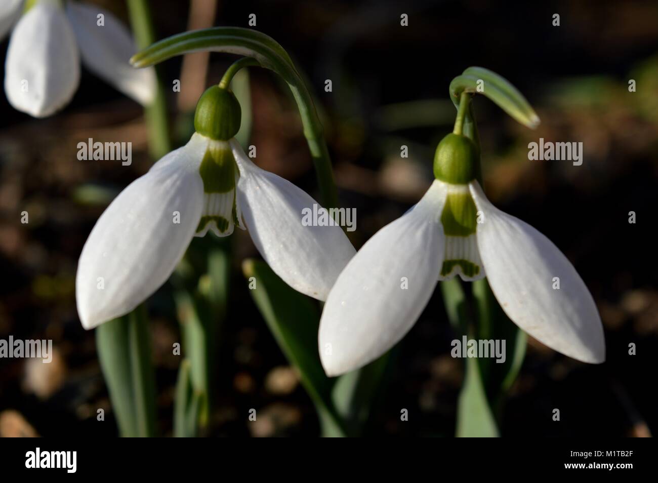 White snowdrops hi-res stock photography and images - Alamy