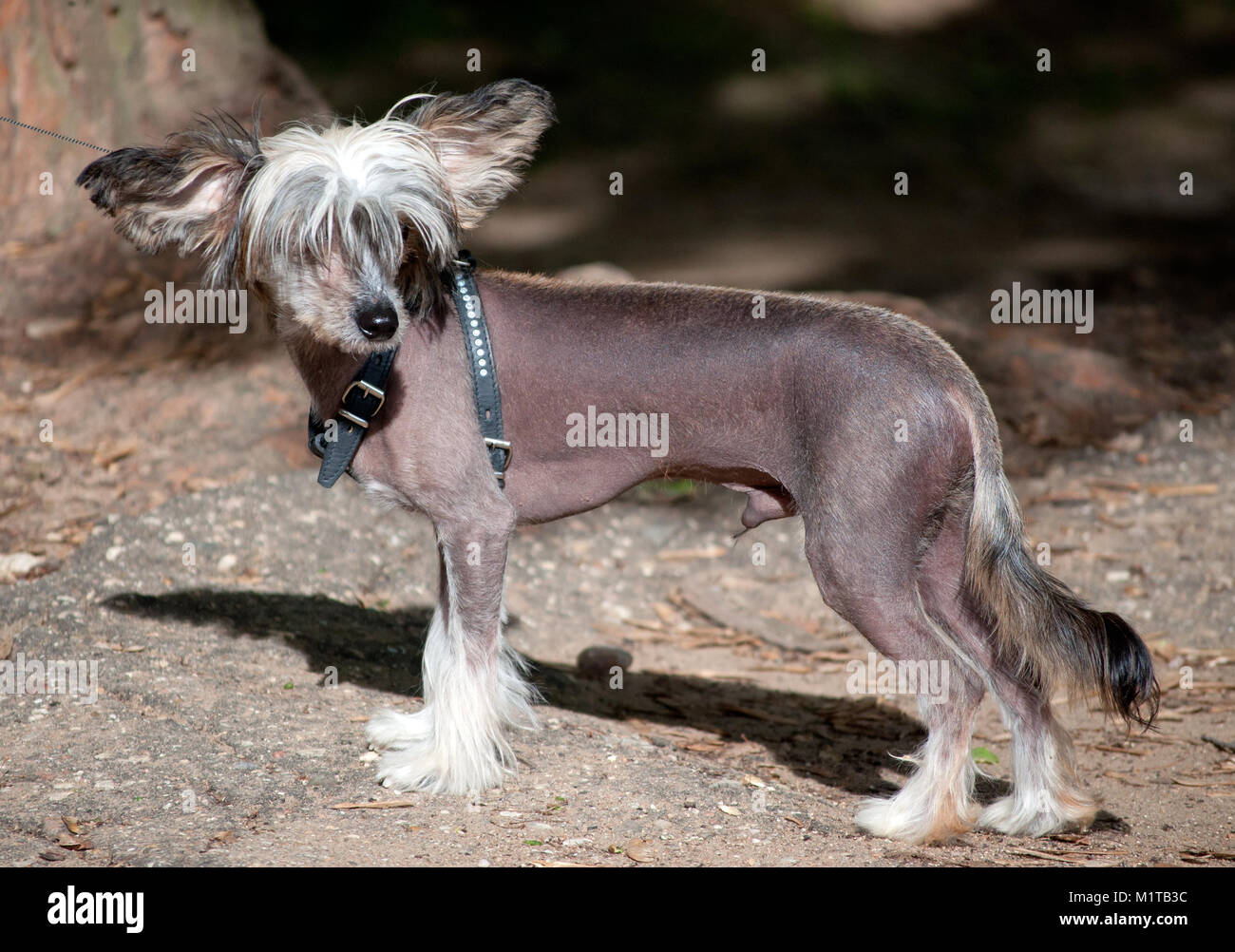 Shaggy crest hi-res stock photography and images - Alamy
