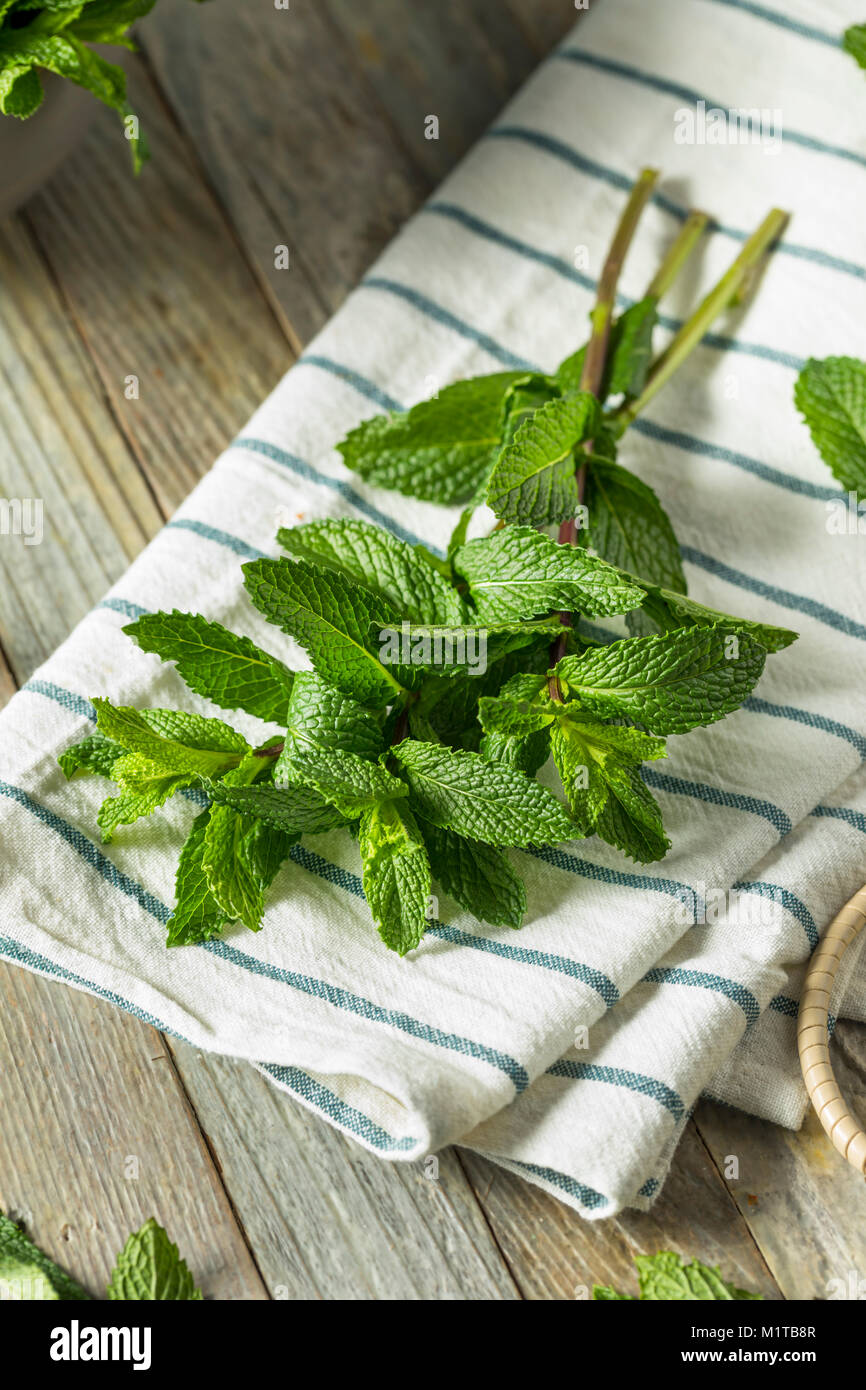 Natural fresh green leaf hi-res stock photography and images - Alamy