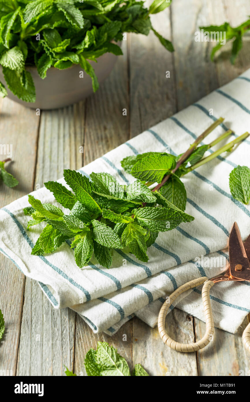Raw Green Organic Fresh Mint Leaves in a Bunch Stock Photo - Alamy