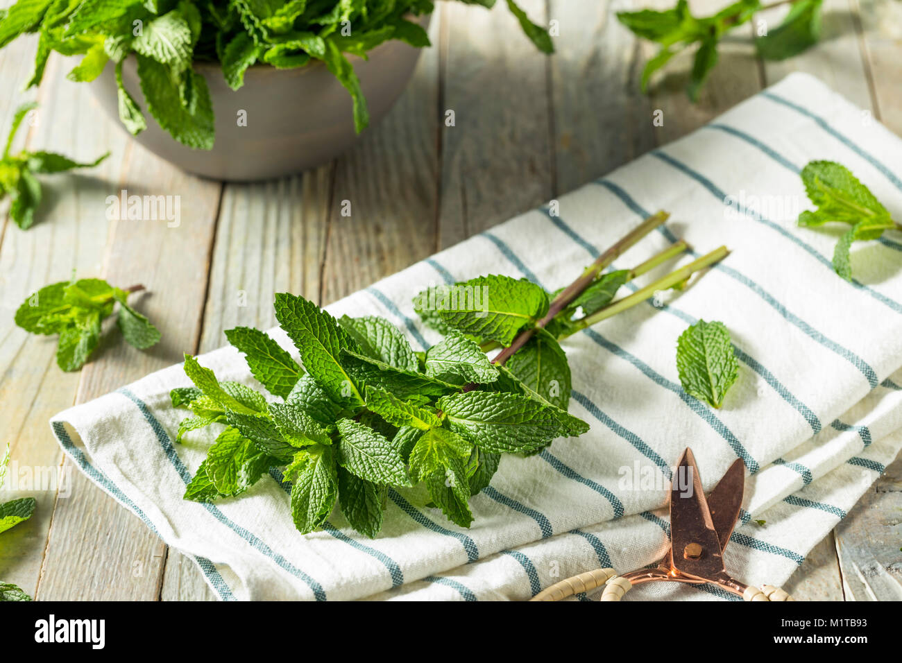 Raw Green Organic Fresh Mint Leaves in a Bunch Stock Photo - Alamy