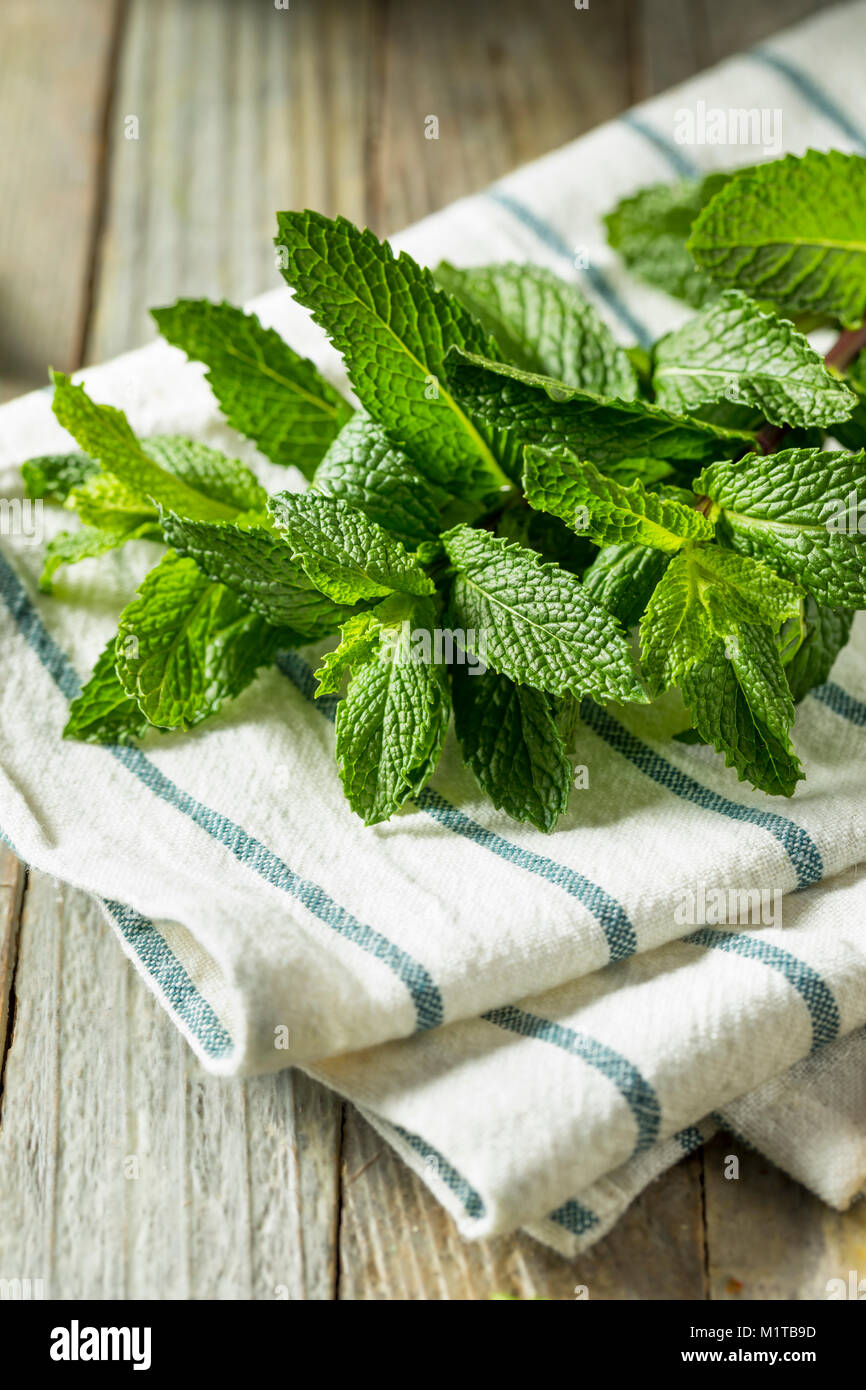 Gardening fresh mint hi-res stock photography and images - Alamy