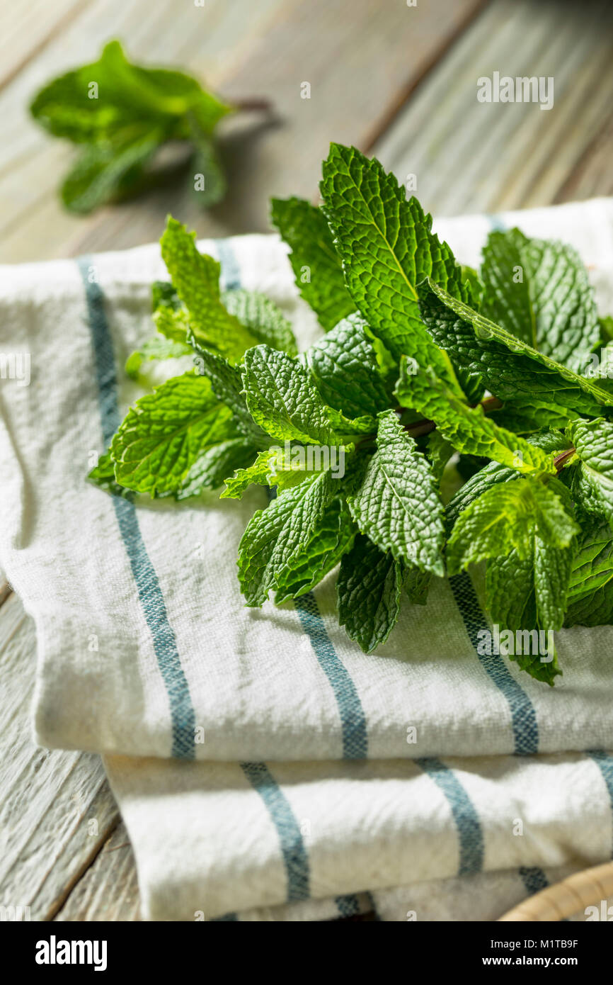 Raw Green Organic Fresh Mint Leaves in a Bunch Stock Photo - Alamy