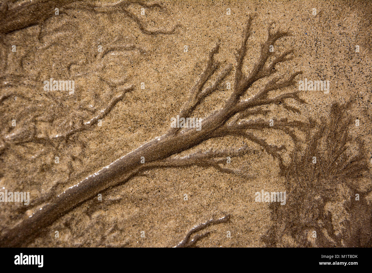 Abstract patterns in nature hi-res stock photography and images - Alamy