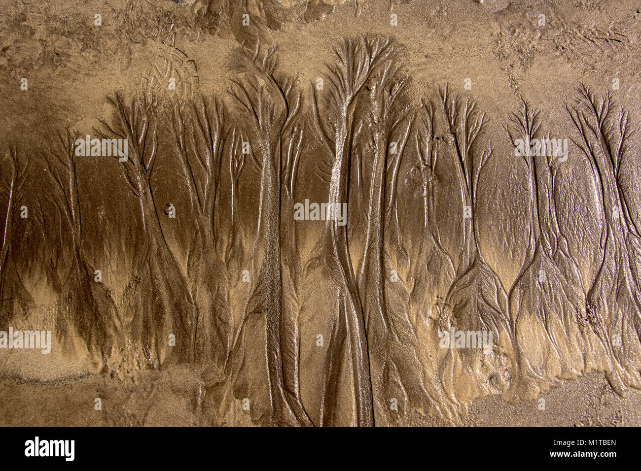 Patterns and Texture in Nature Stock Photo - Alamy