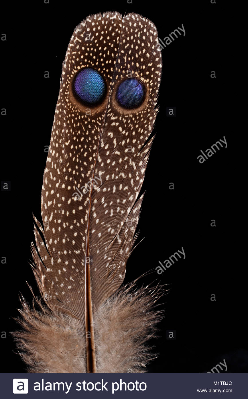 Covert Feathers Stock Photos & Covert Feathers Stock Images - Alamy