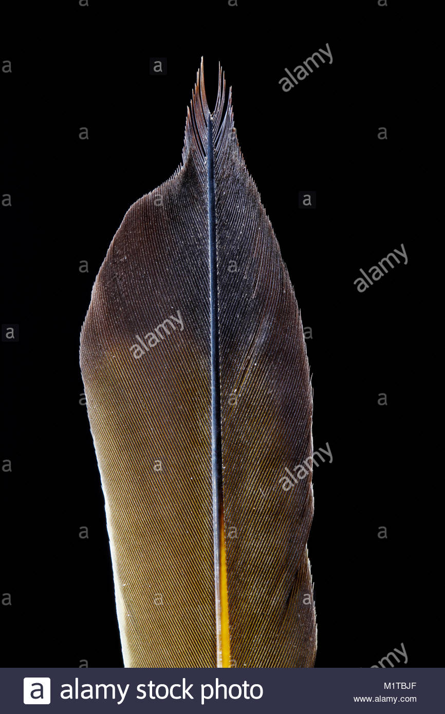 Northern Flicker Bird Stock Photos & Northern Flicker Bird Stock Images ...