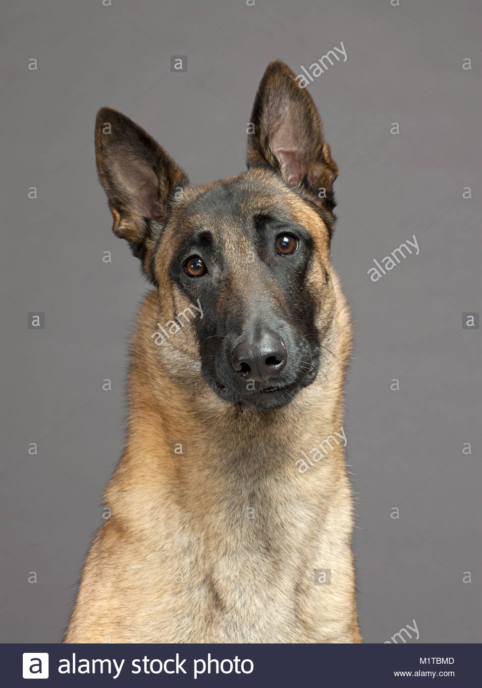 Malinois Stock Photos & Malinois Stock Images - Alamy