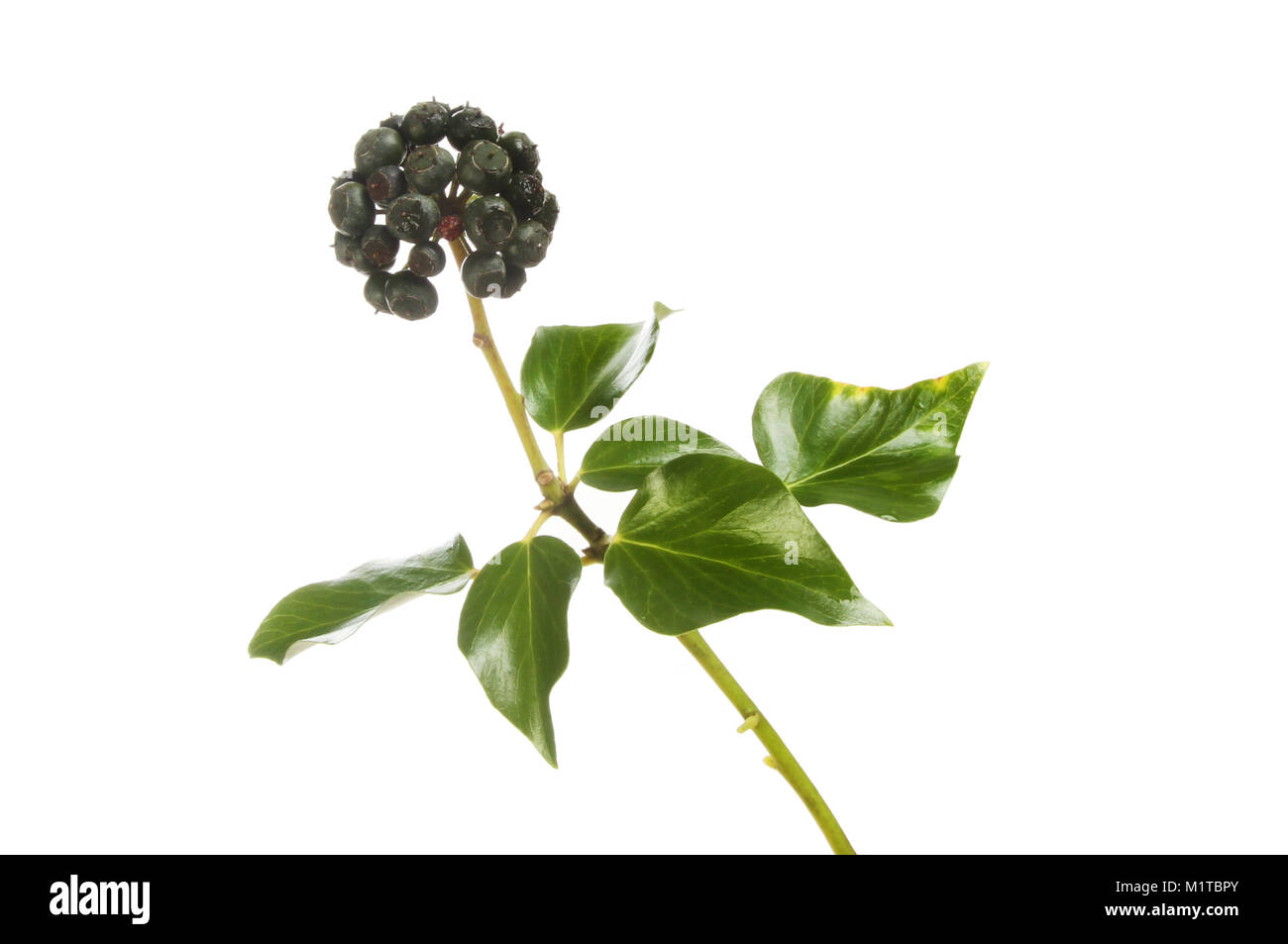 Ivy leaves and seeds isolated against white Stock Photo - Alamy