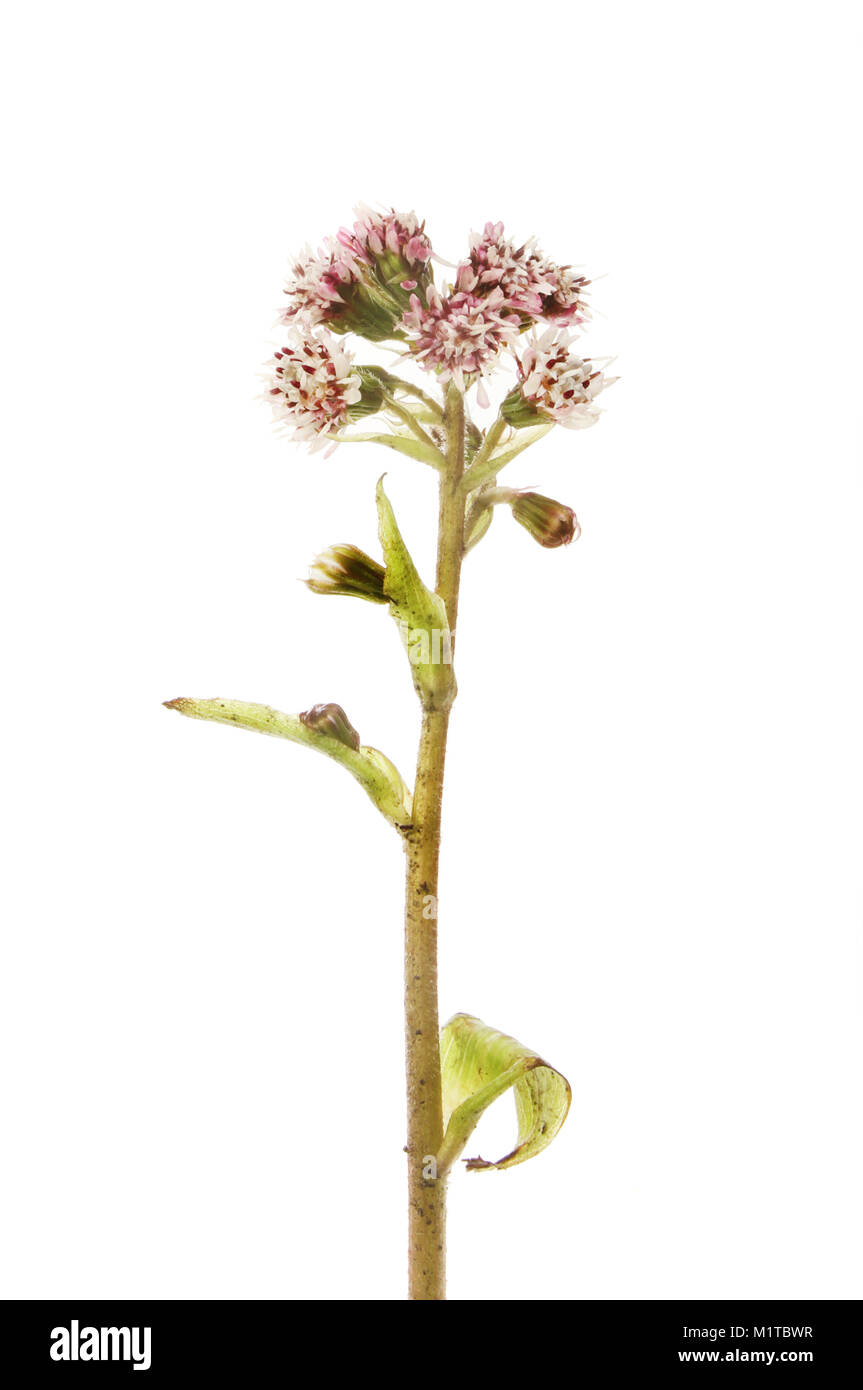 Winter Heliotrope, Petasites fragrans, wildflower isolated against ...