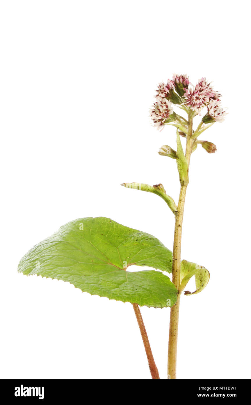 Winter Heliotrope, Petasites fragrans, wildflower and foliage isolated ...