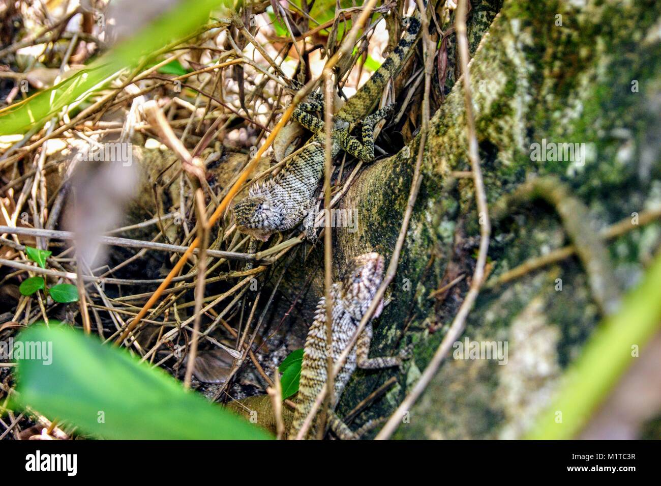 Calotes Wild life Stock Photo - Alamy