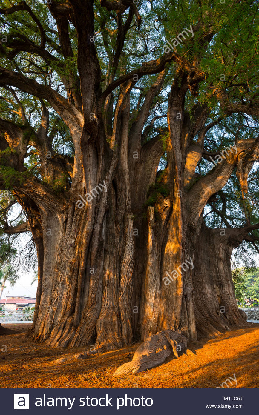 Arbol Del Tule Stock Photos & Arbol Del Tule Stock Images - Alamy