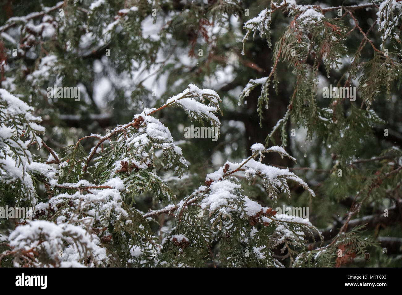 Snow falling on the tree in winter Stock Photo - Alamy