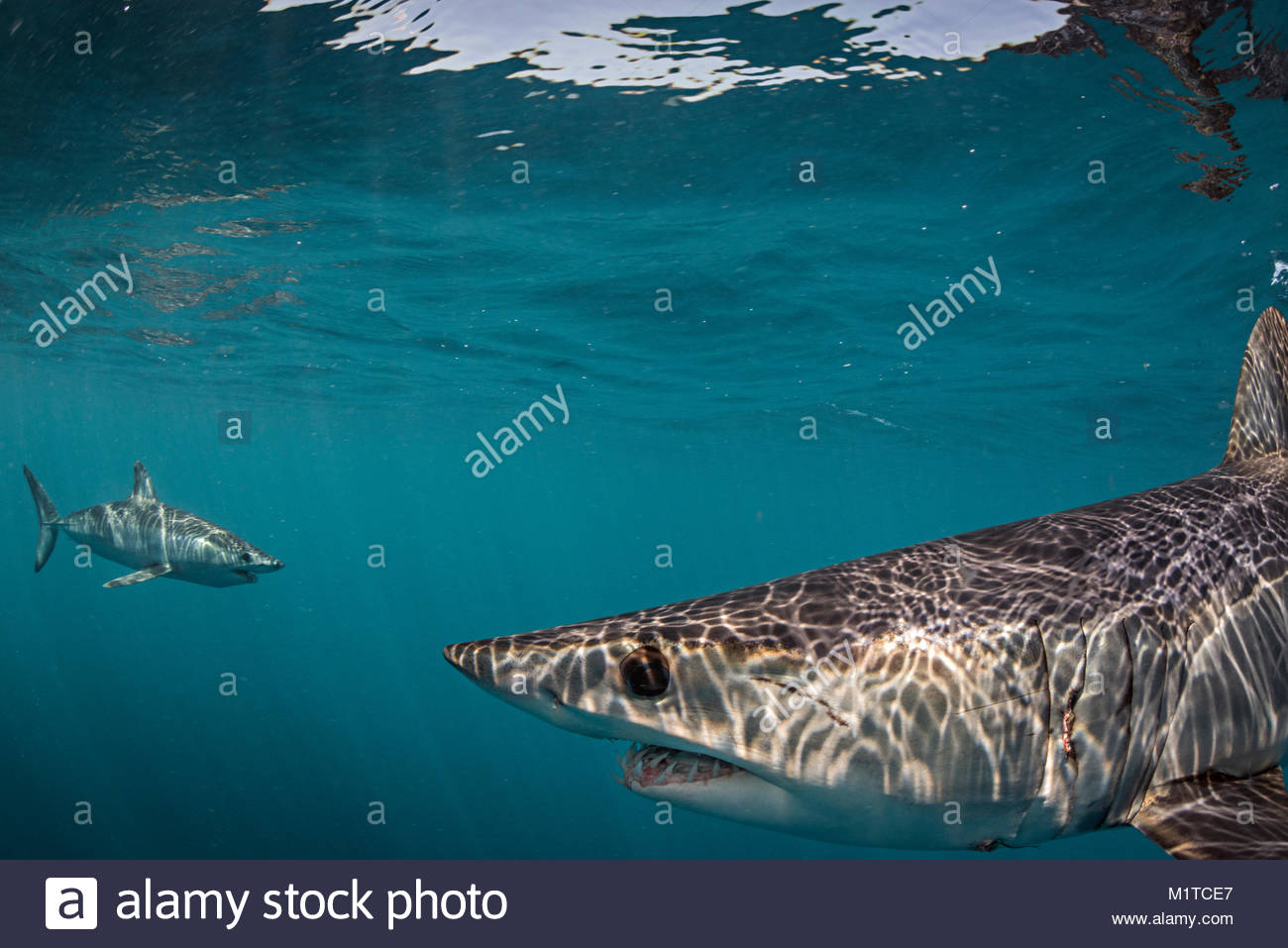 Mako Sharks Stock Photos & Mako Sharks Stock Images - Alamy