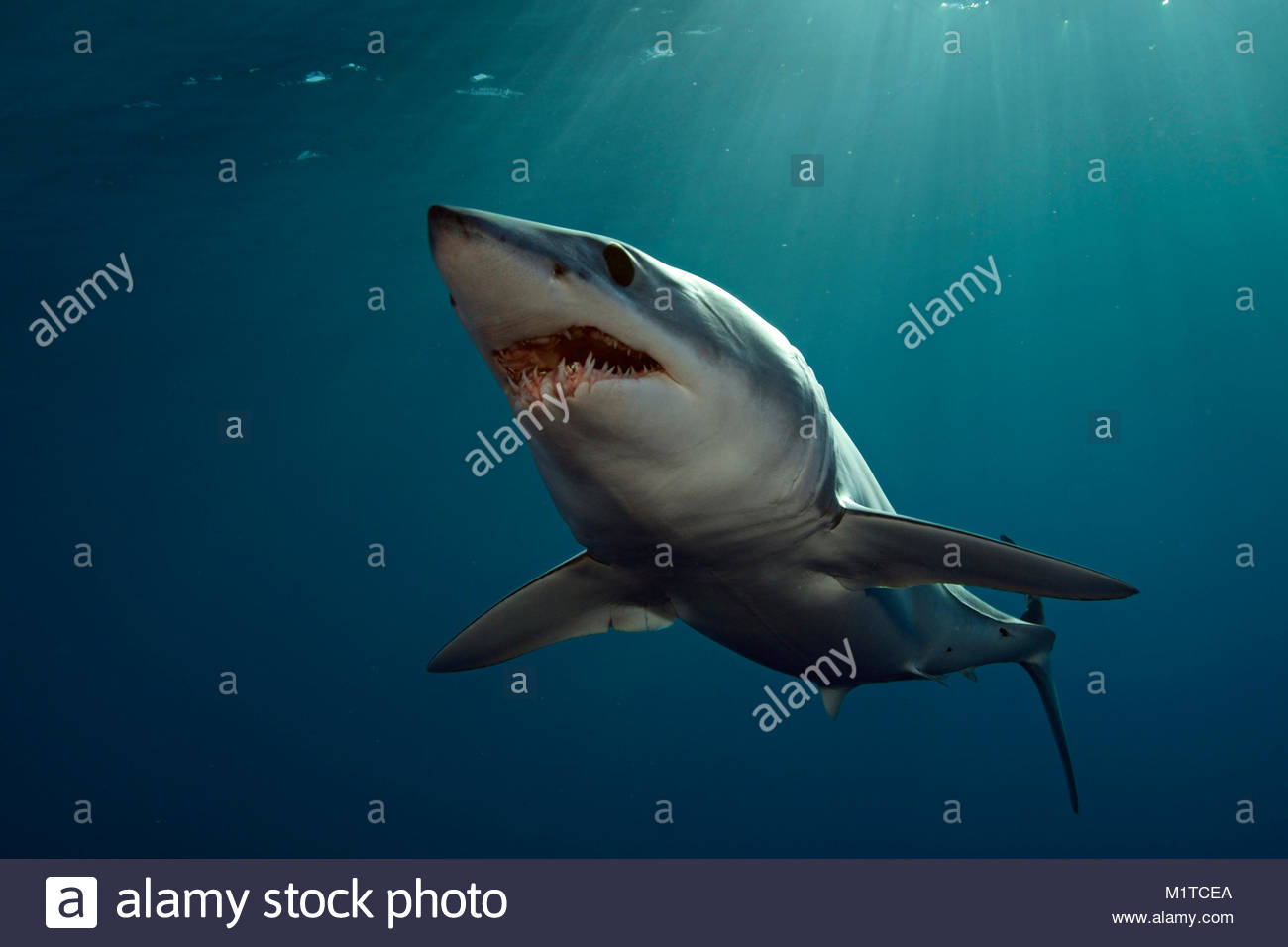 Mako Sharks Stock Photos & Mako Sharks Stock Images - Alamy