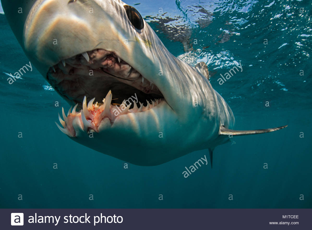 Isurus Stock Photos & Isurus Stock Images - Alamy