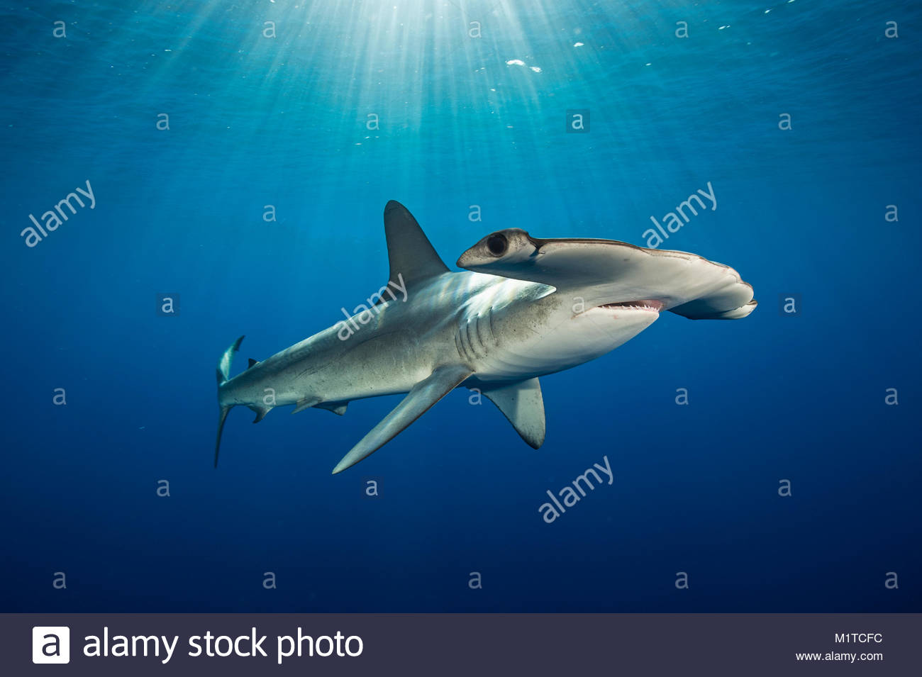 Sphyrna Zygaena Stock Photos & Sphyrna Zygaena Stock Images - Alamy