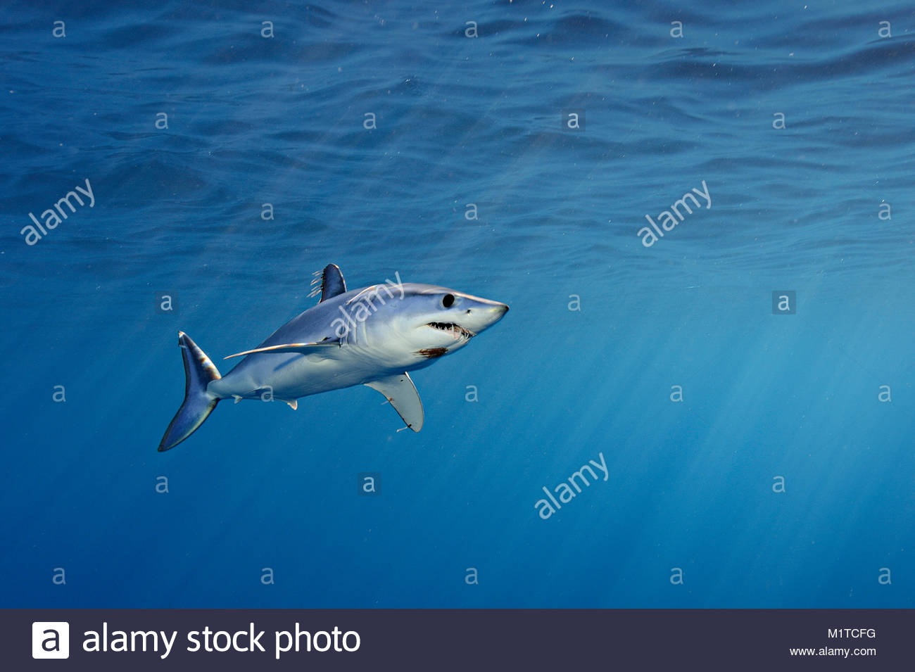 Mako Sharks Stock Photos & Mako Sharks Stock Images - Alamy