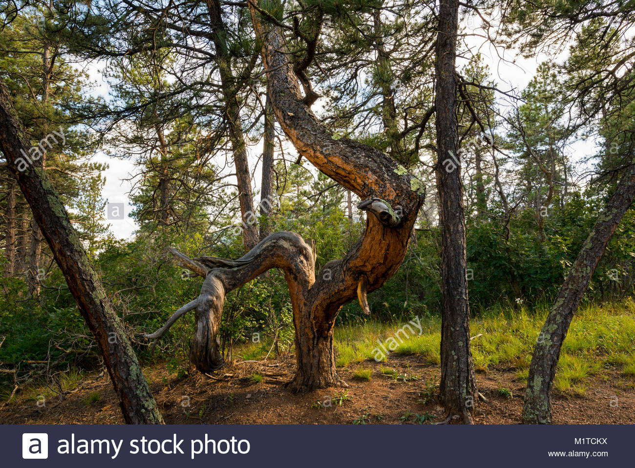 Ponderosa Pine Trees Stock Photos & Ponderosa Pine Trees Stock Images ...