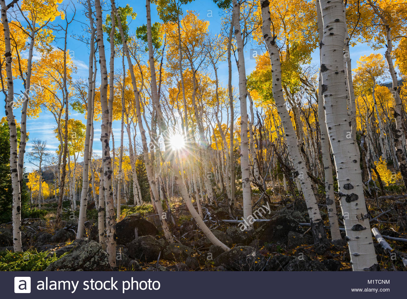 Quaking Aspen Utah Stock Photos & Quaking Aspen Utah Stock Images - Alamy