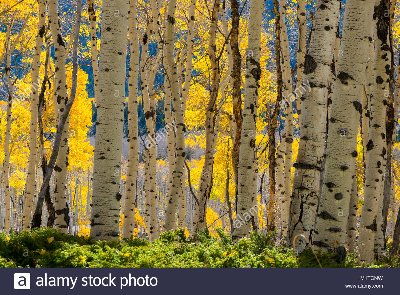 Fishlake National Forest Utah Stock Photos & Fishlake National Forest ...