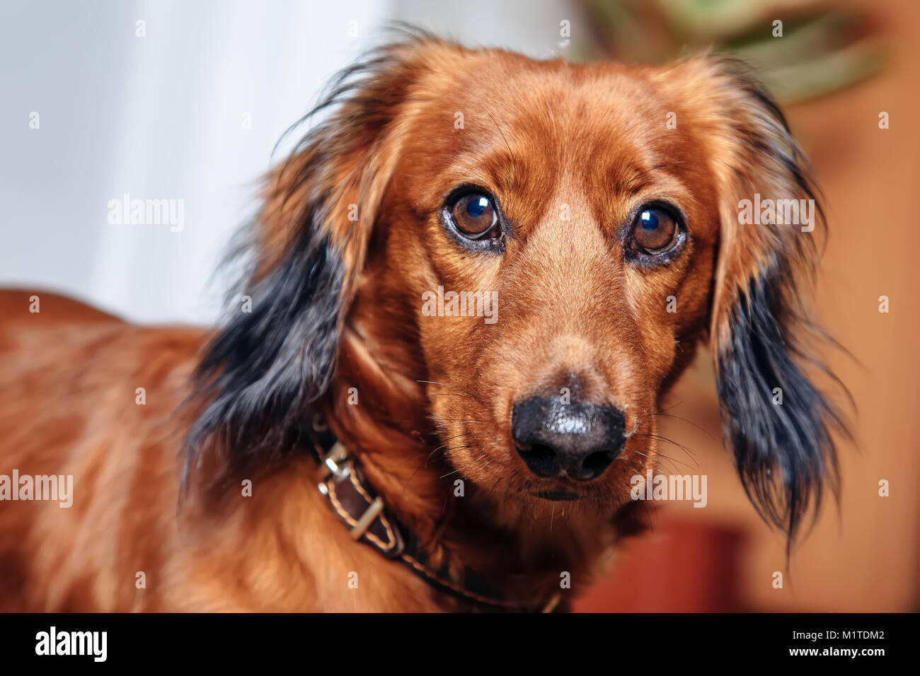 pet portrait dog breed dachshund Stock Photo - Alamy