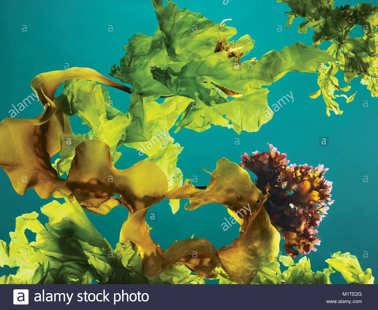 Irish Moss Seaweed High Resolution Stock Photography and Images - Alamy