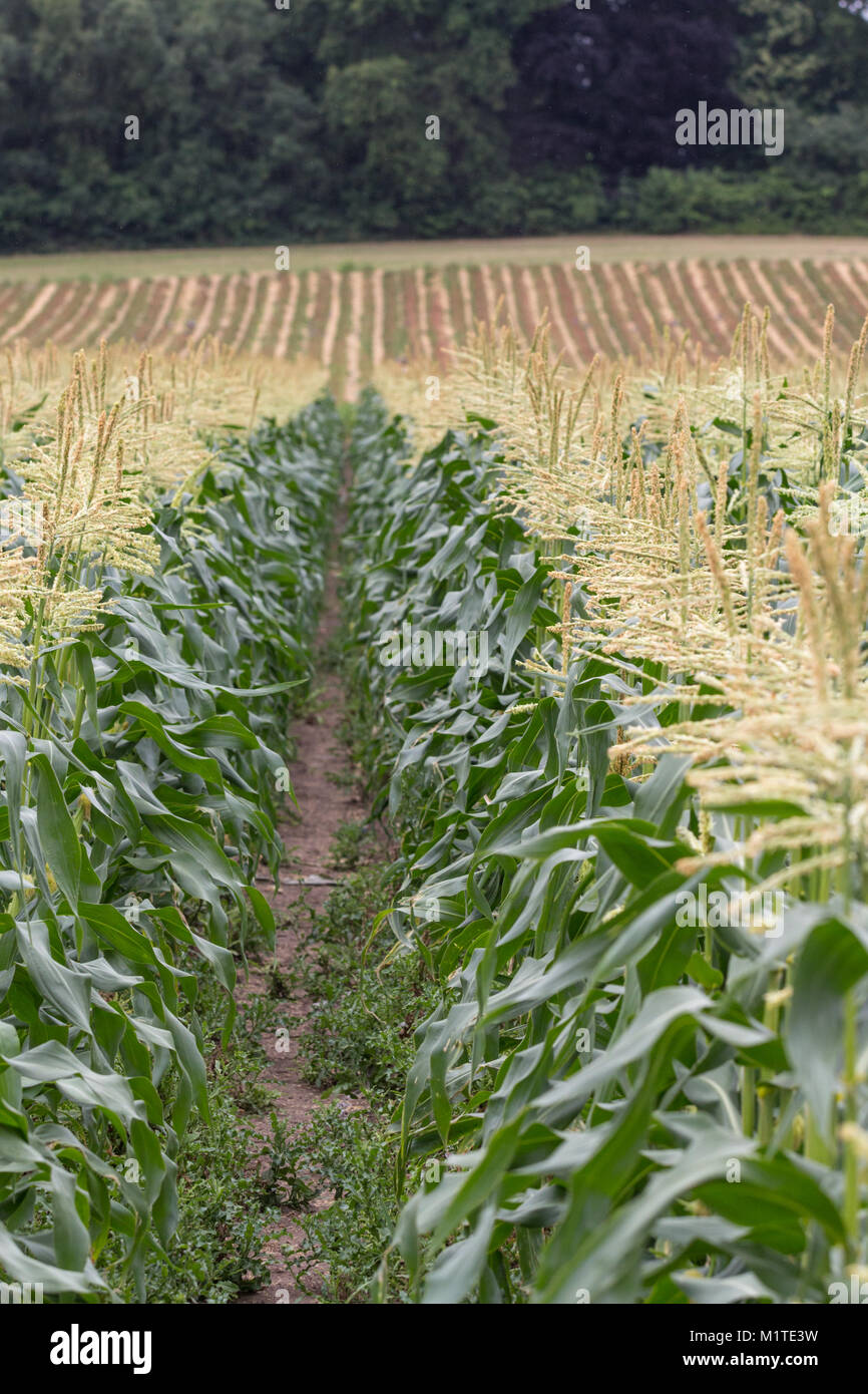 Rows of corn plants growing on a farm in Surrey, England Stock Photo ...