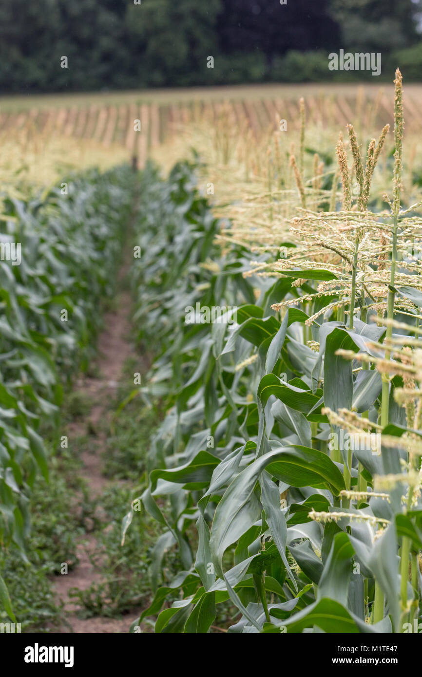 Rows of corn plants growing on a farm in Surrey, England Stock Photo ...