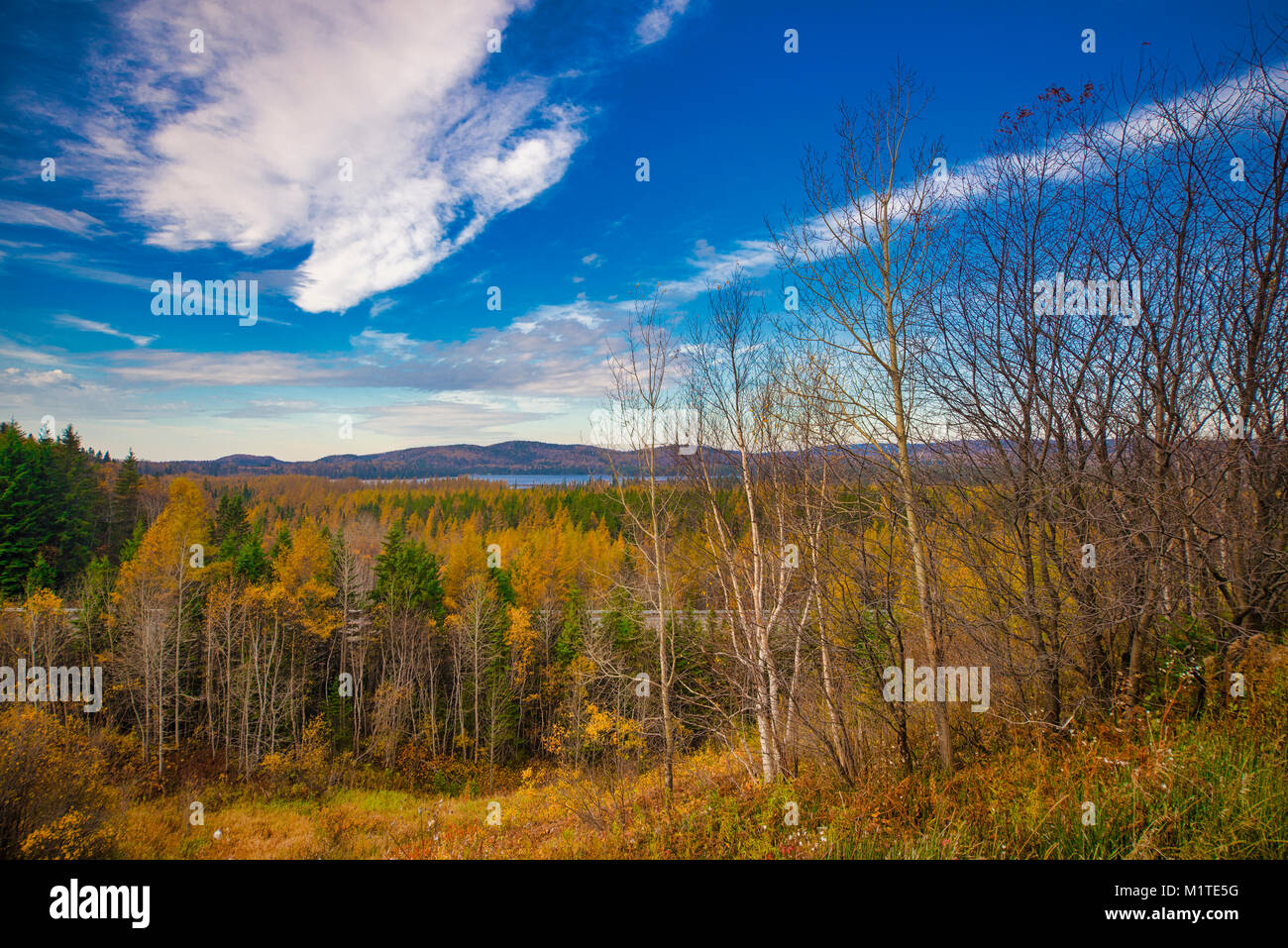 Wawa tree hi-res stock photography and images - Alamy