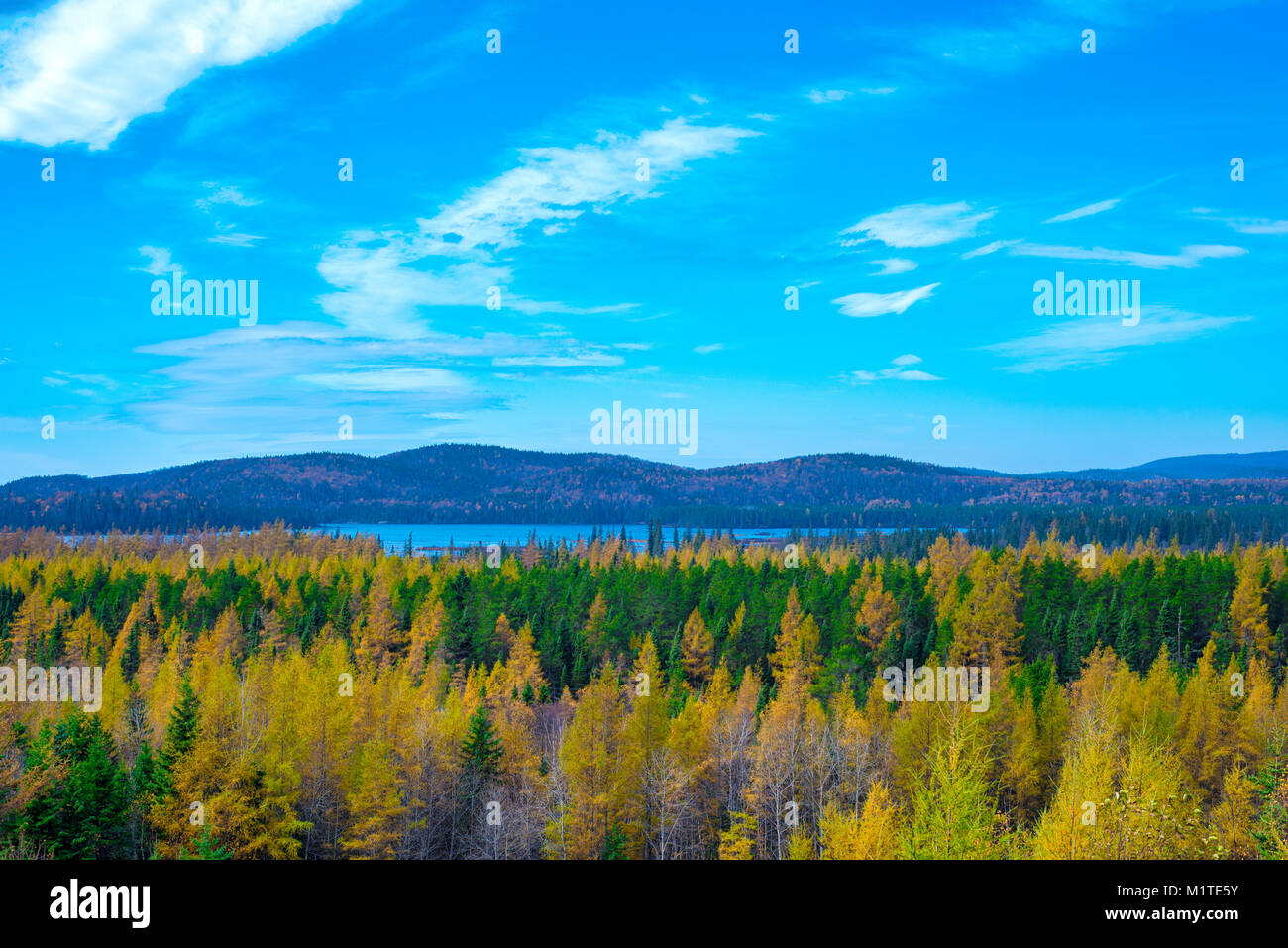 Wawa tree hi-res stock photography and images - Alamy