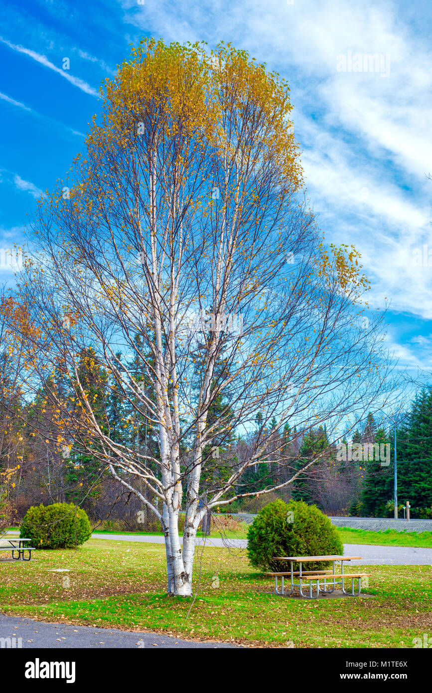 View of birch tree during the fall in Northern Ontario park with blue ...