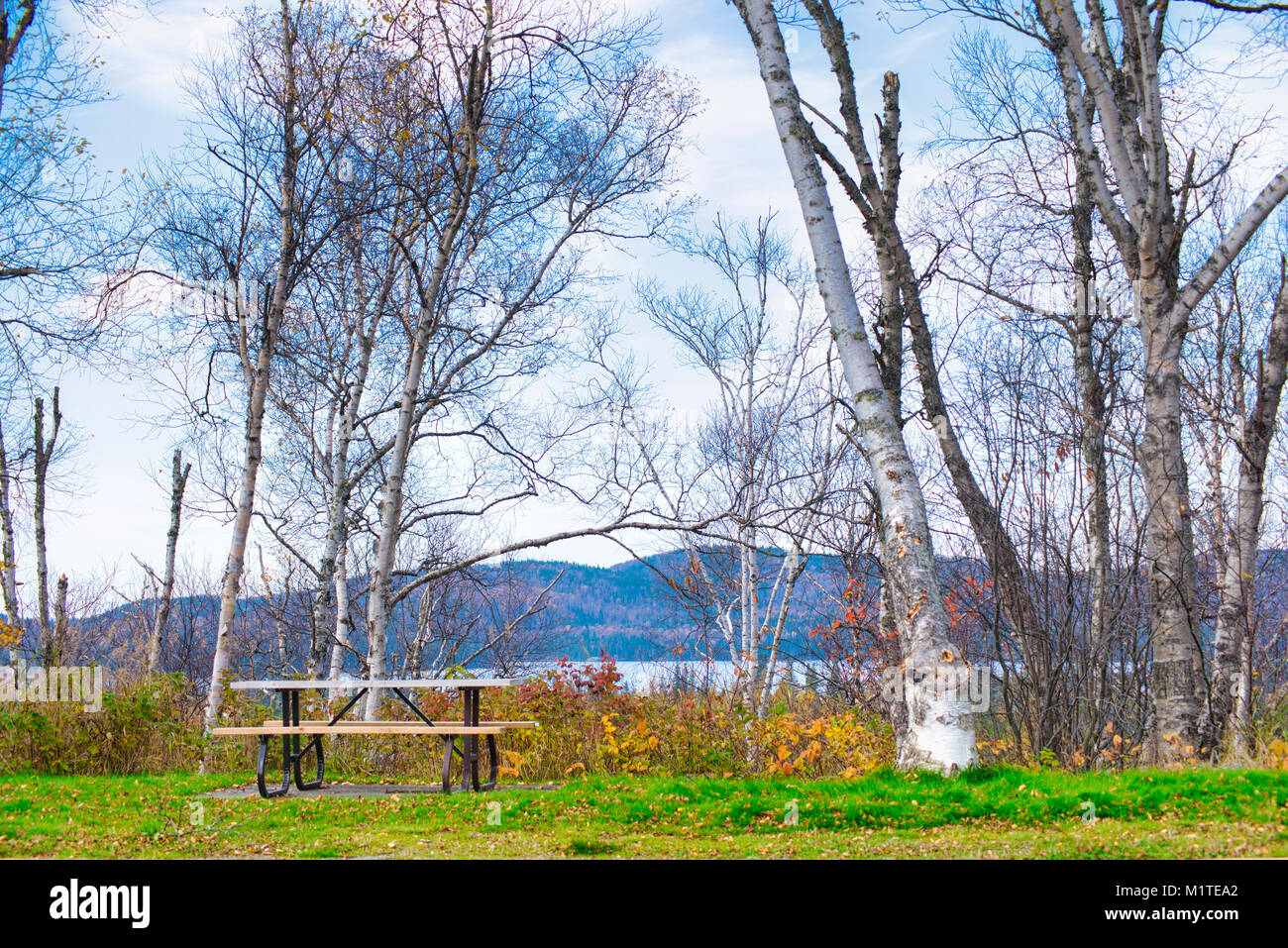 Wawa tree hi-res stock photography and images - Alamy