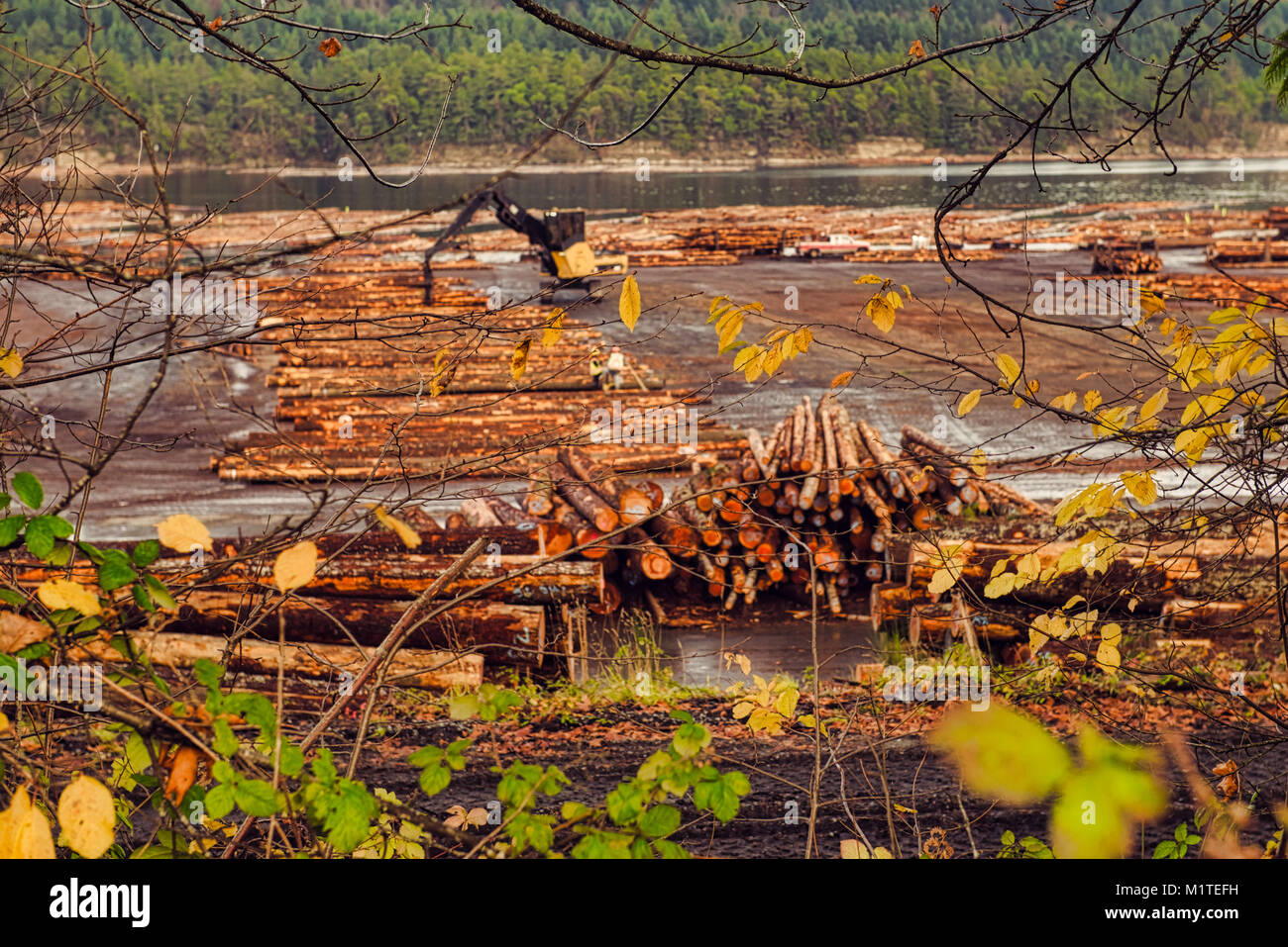 View of timber and logging industry in Ladysmith, Vancouver Island ...