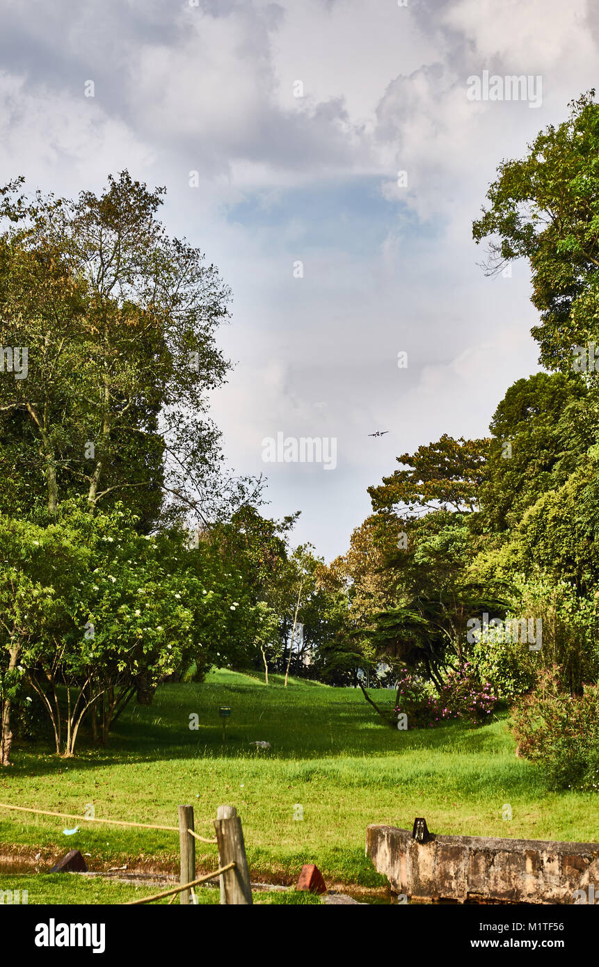 BOGOTA, COLOMBIA - FEBRUARY 6, 2014: Beautiful forest in the Simon ...