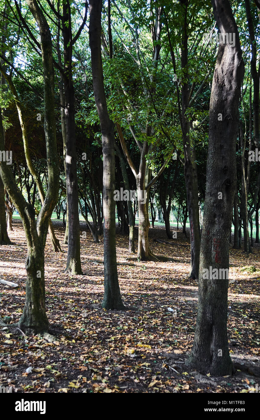 BOGOTA, COLOMBIA - FEBRUARY 6, 2014: Some trees in the Simon Bolivar ...