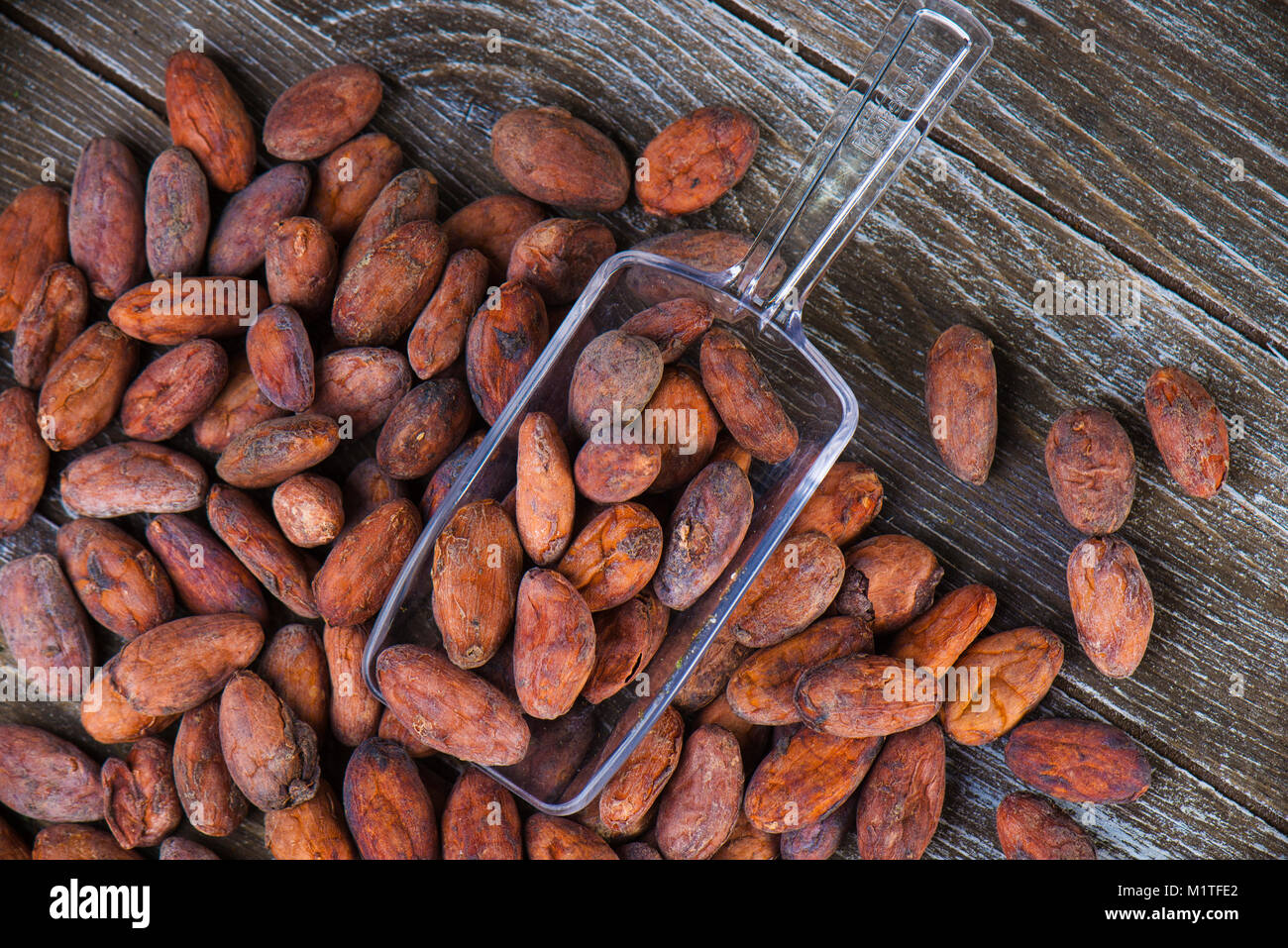 Detail of cacao beans with scooper over wood texture background Stock ...