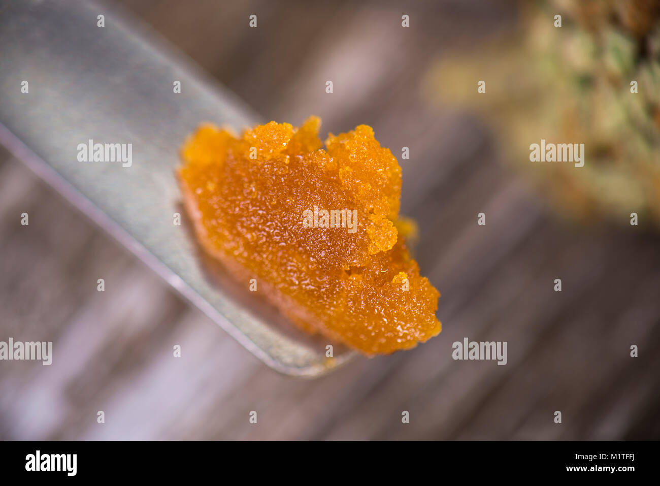 Macro detail of cannabis concentrate live resin (extracted from medical ...