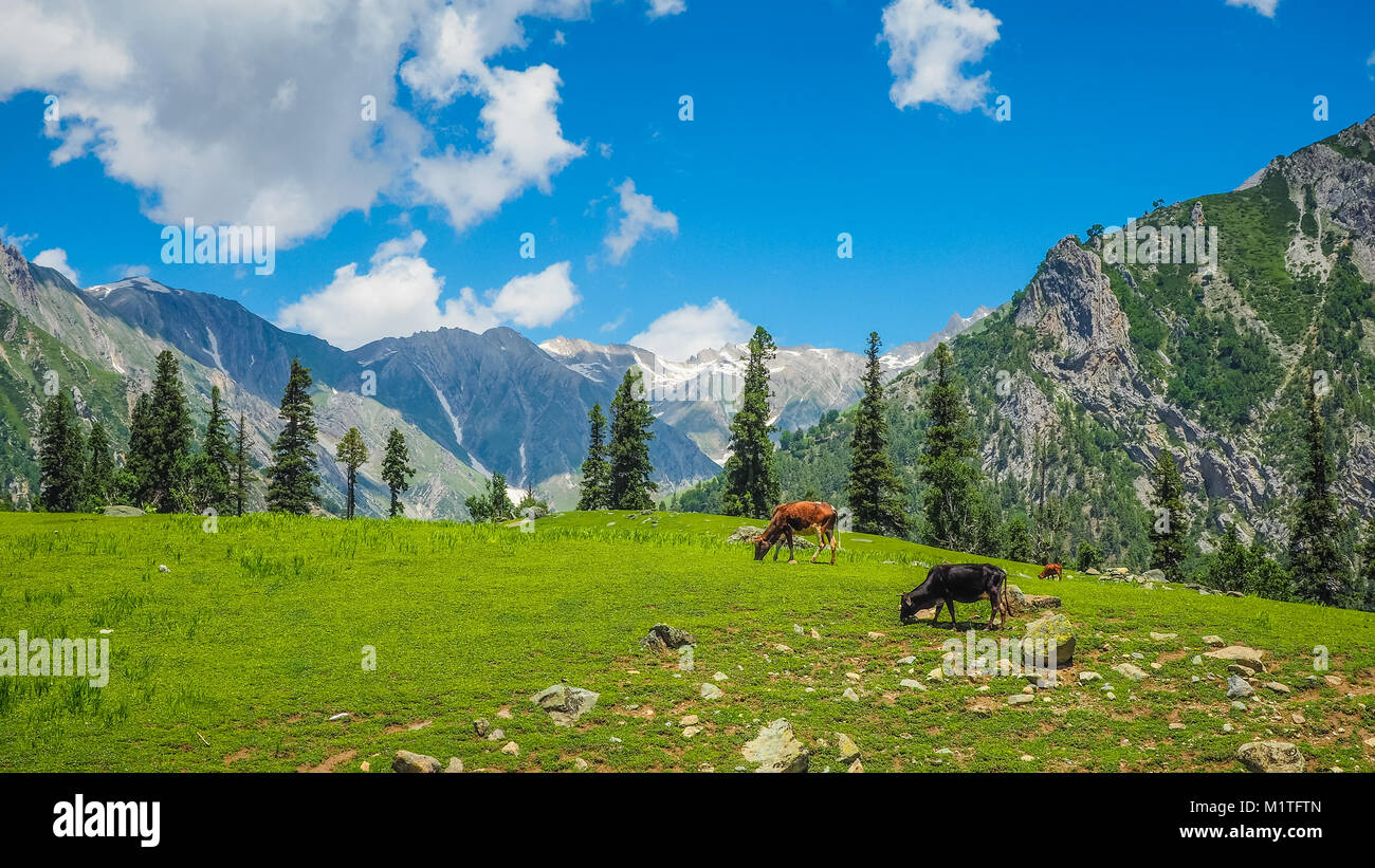Beautiful mountain landscape of Sonamarg, Jammu and Kashmir state ...