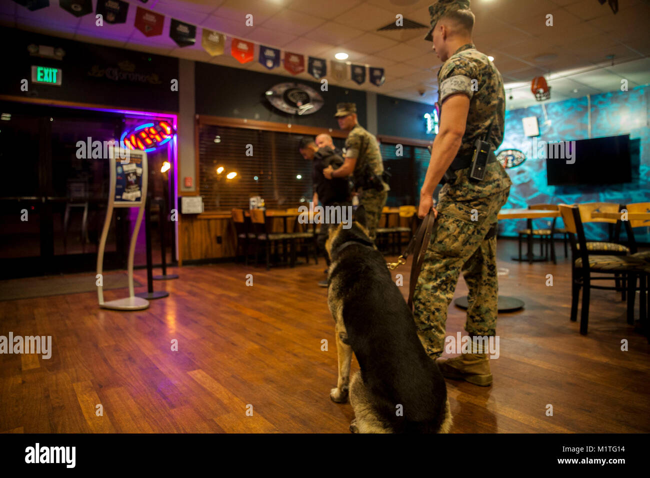 Provost Marshals Office Military Working Dogs High Resolution Stock ...