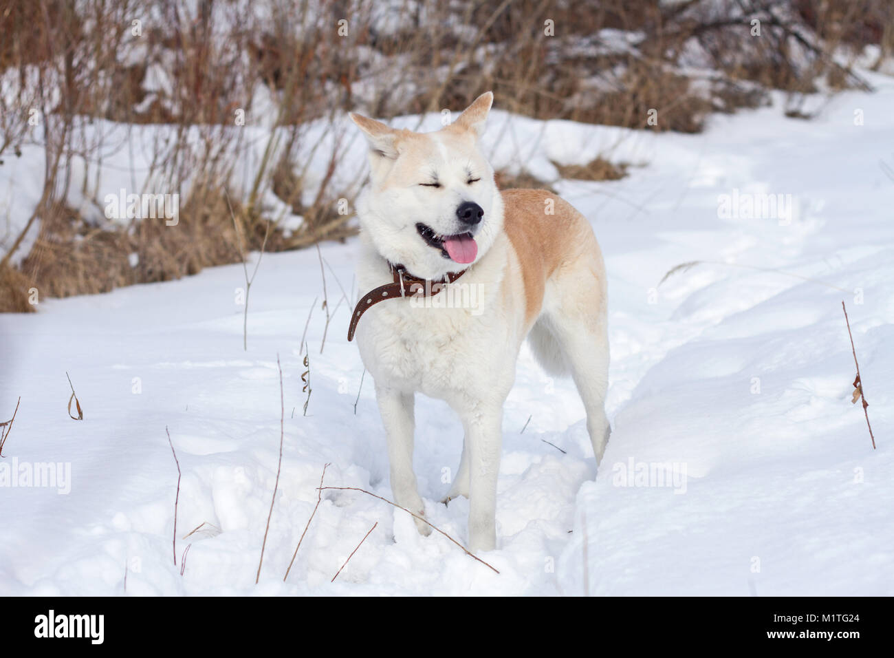 A sweet Japanese Akita Inu dog with closed eyes and sticking out tongue ...