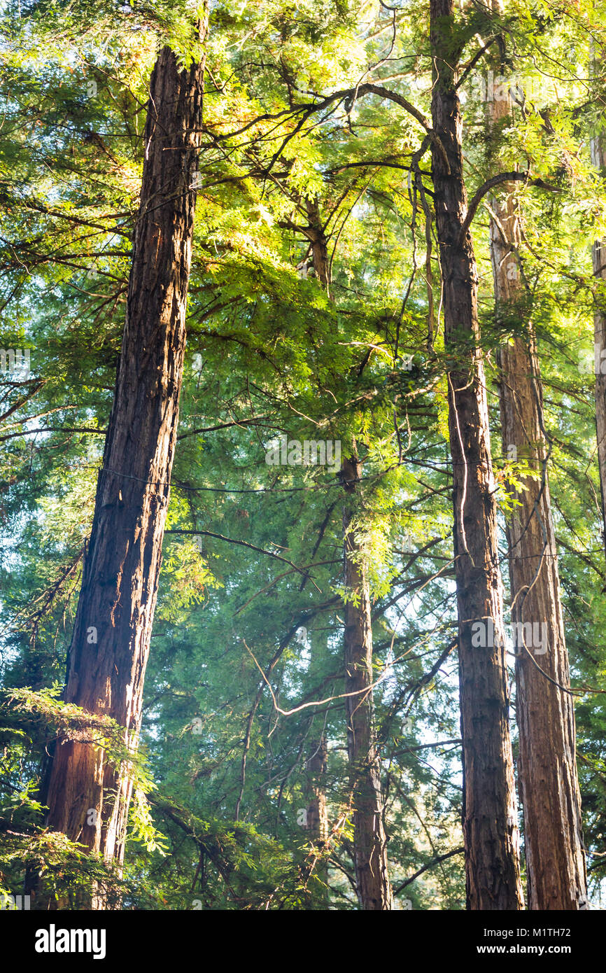 Dense stand of large trees hi-res stock photography and images - Alamy