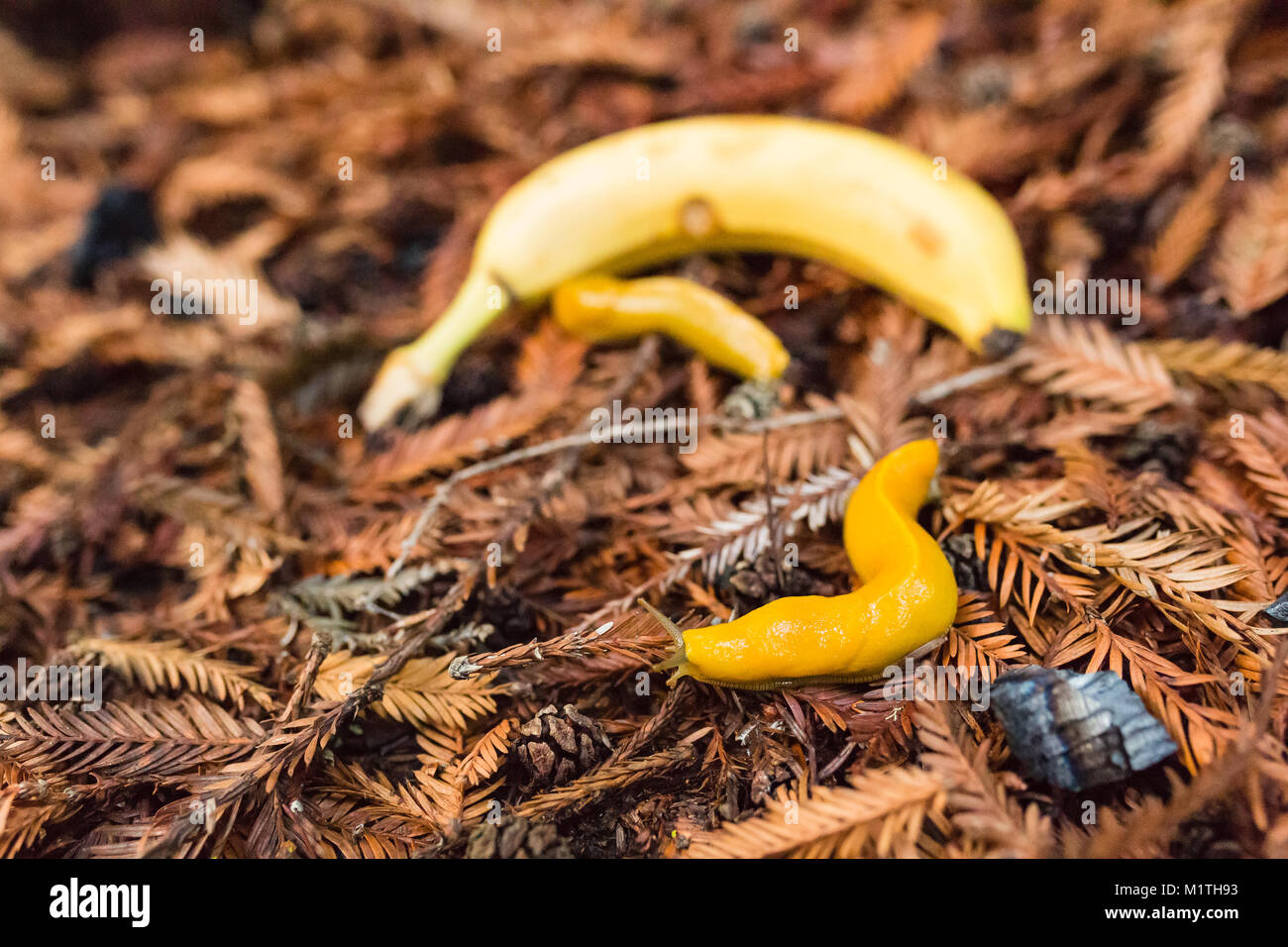 Banana slug hi-res stock photography and images - Alamy